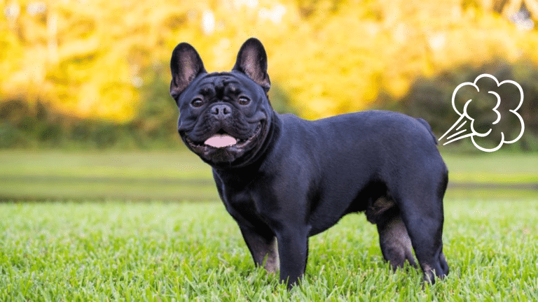 Why do French Bulldogs Fart so Much? - Golden Daily Scoop