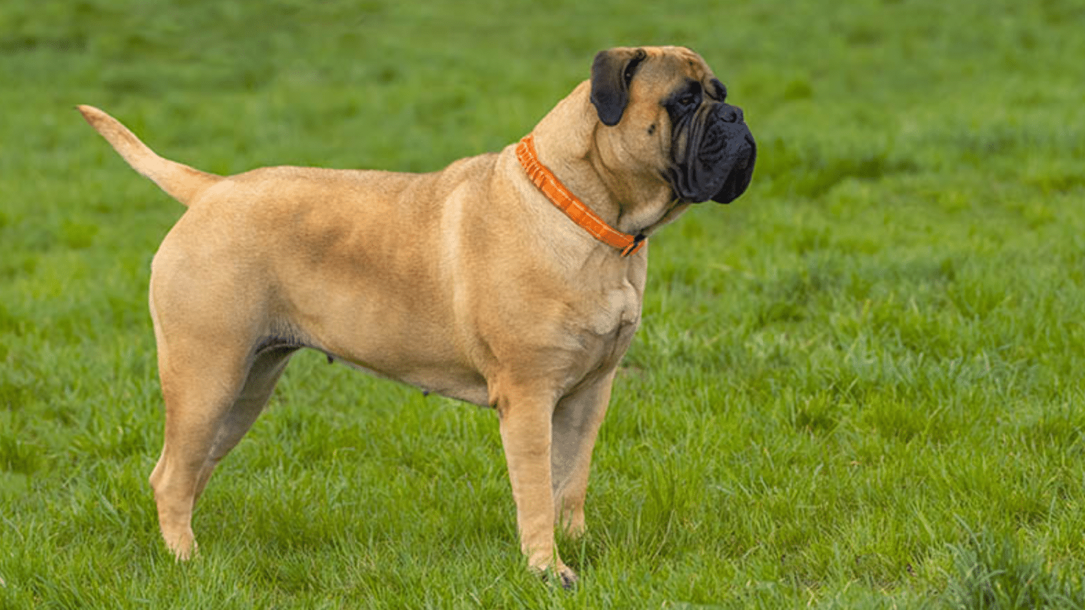 23 Most Aggressive Dog Breeds You Should Know - Golden Daily Scoop