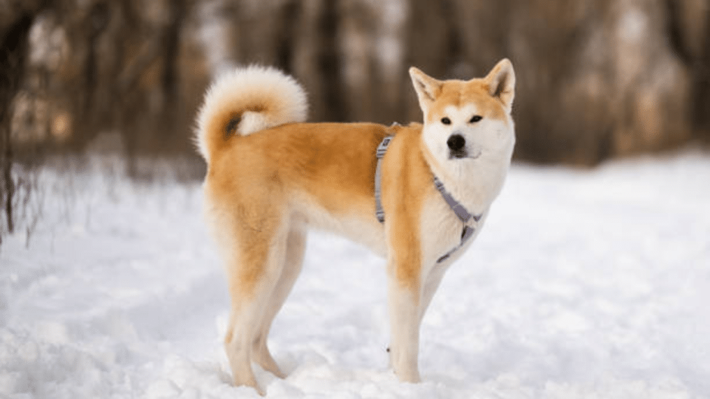 Top 21 Dog Breeds Closest to Wolves Genetically - Golden Daily Scoop