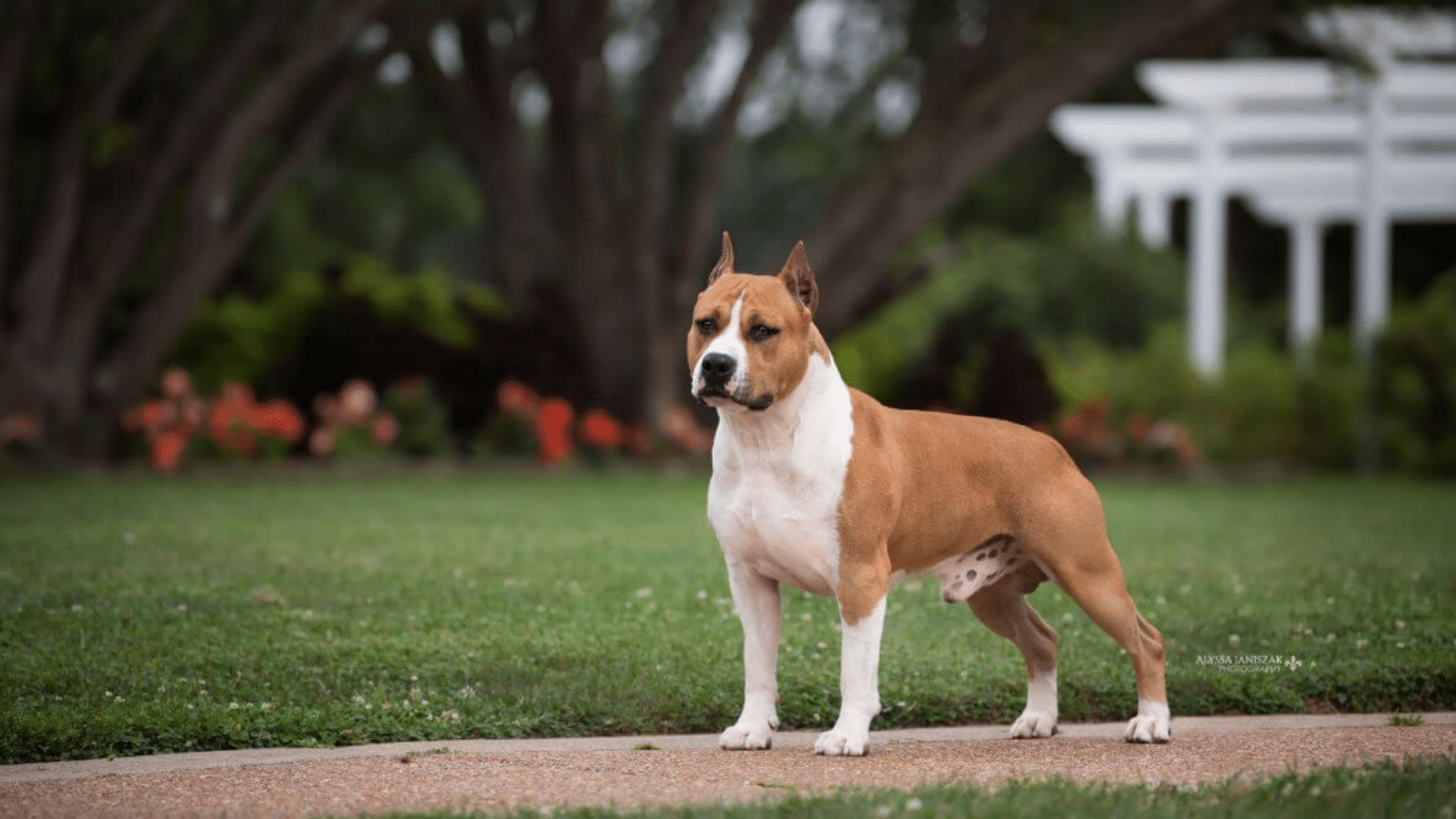 23 Most Aggressive Dog Breeds You Should Know - Golden Daily Scoop