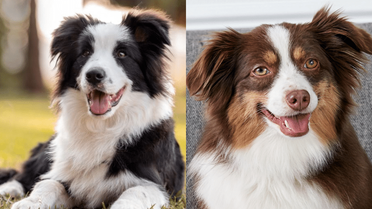 Key Differences Between Border Collies & Australian Shepherds - Golden ...