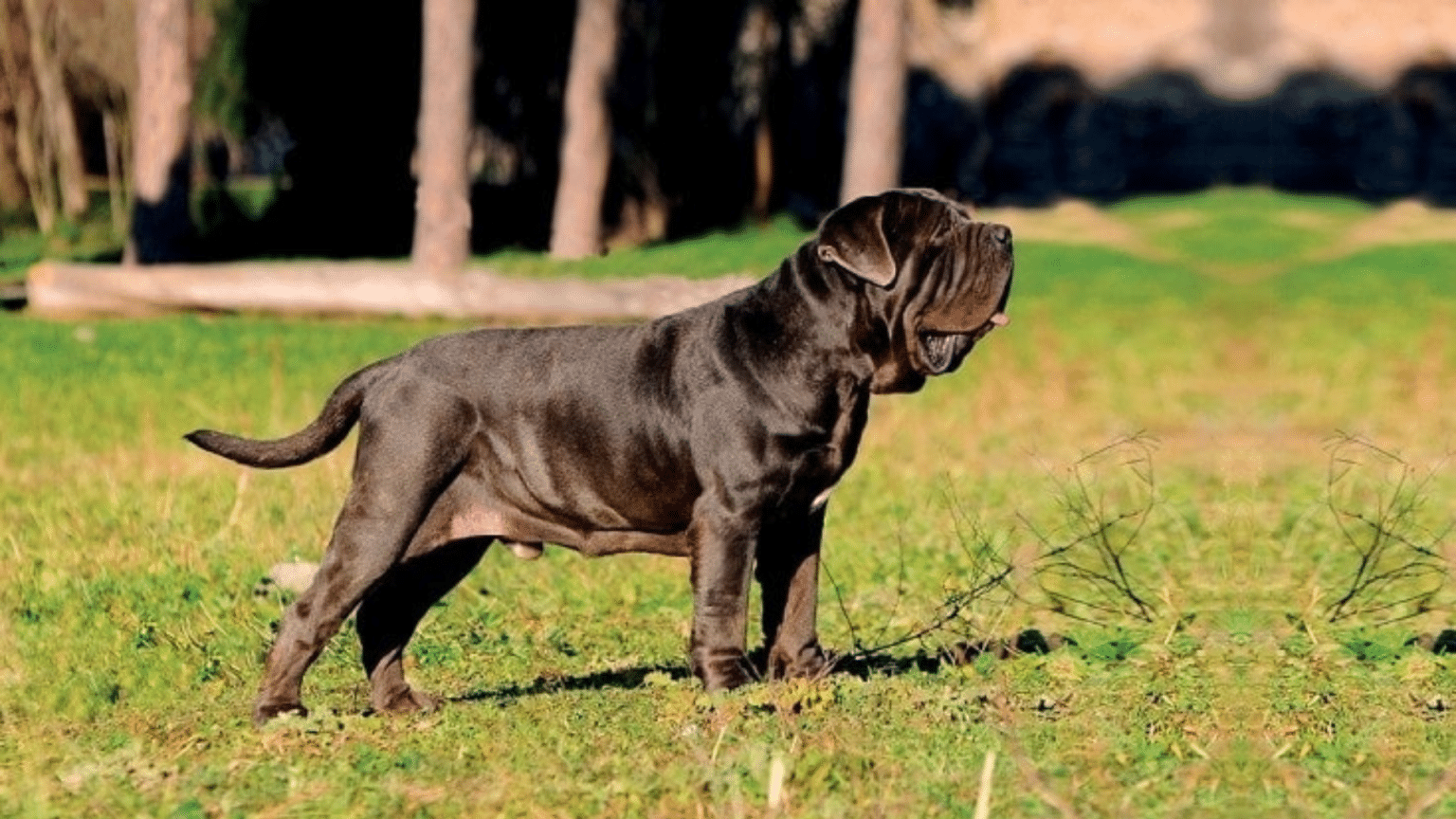 23 Most Aggressive Dog Breeds You Should Know - Golden Daily Scoop
