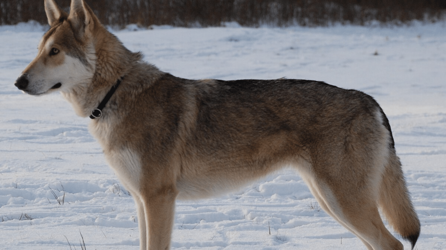 Top 21 Dog Breeds Closest to Wolves Genetically - Golden Daily Scoop