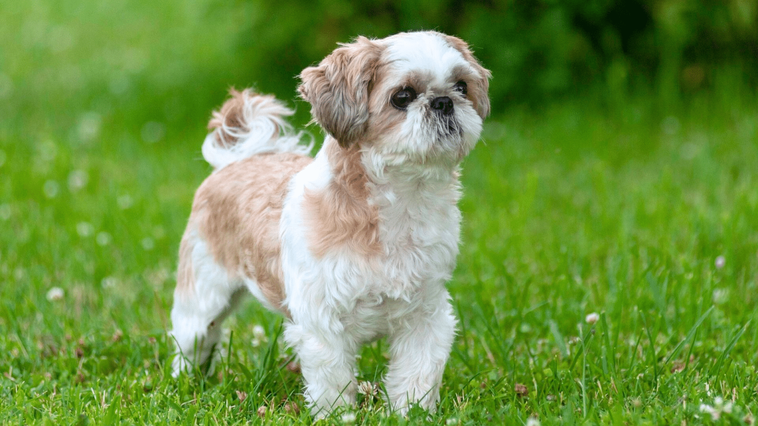 Top 21 Dog Breeds Closest to Wolves Genetically - Golden Daily Scoop
