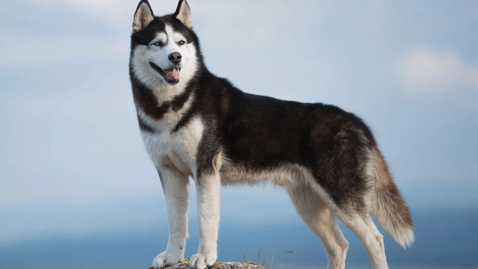 Top 21 Dog Breeds Closest to Wolves Genetically - Golden Daily Scoop